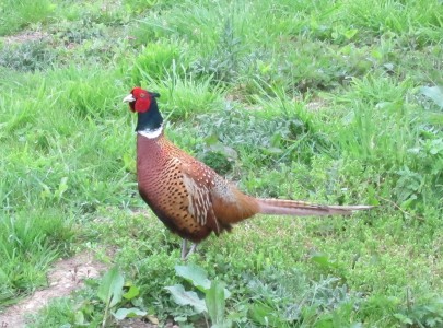 The Wildlife | Marsh Flatts Farm Self Build Diary